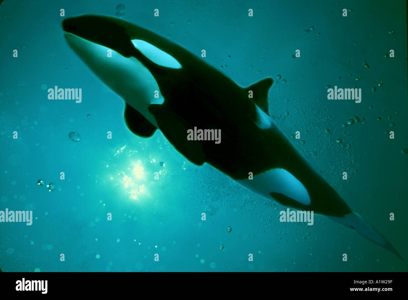 Killer Whale or Orca Orcinus Orca swimming underwater dc KIKE CALVO ...