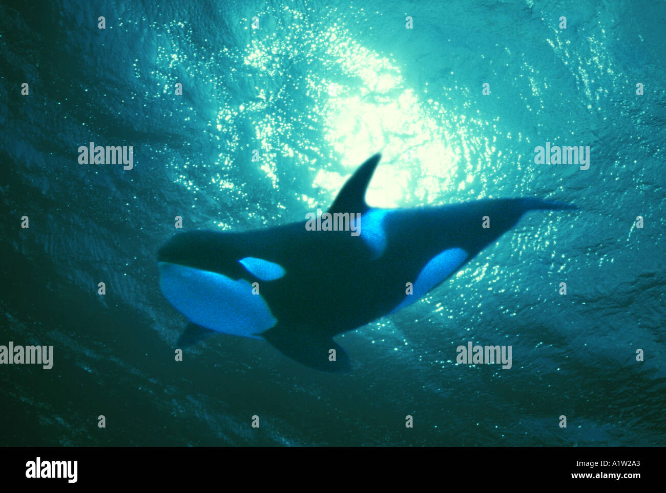 Killer Whale or Orca Orcinus Orca swimming underwater dc KIKE CALVO ...