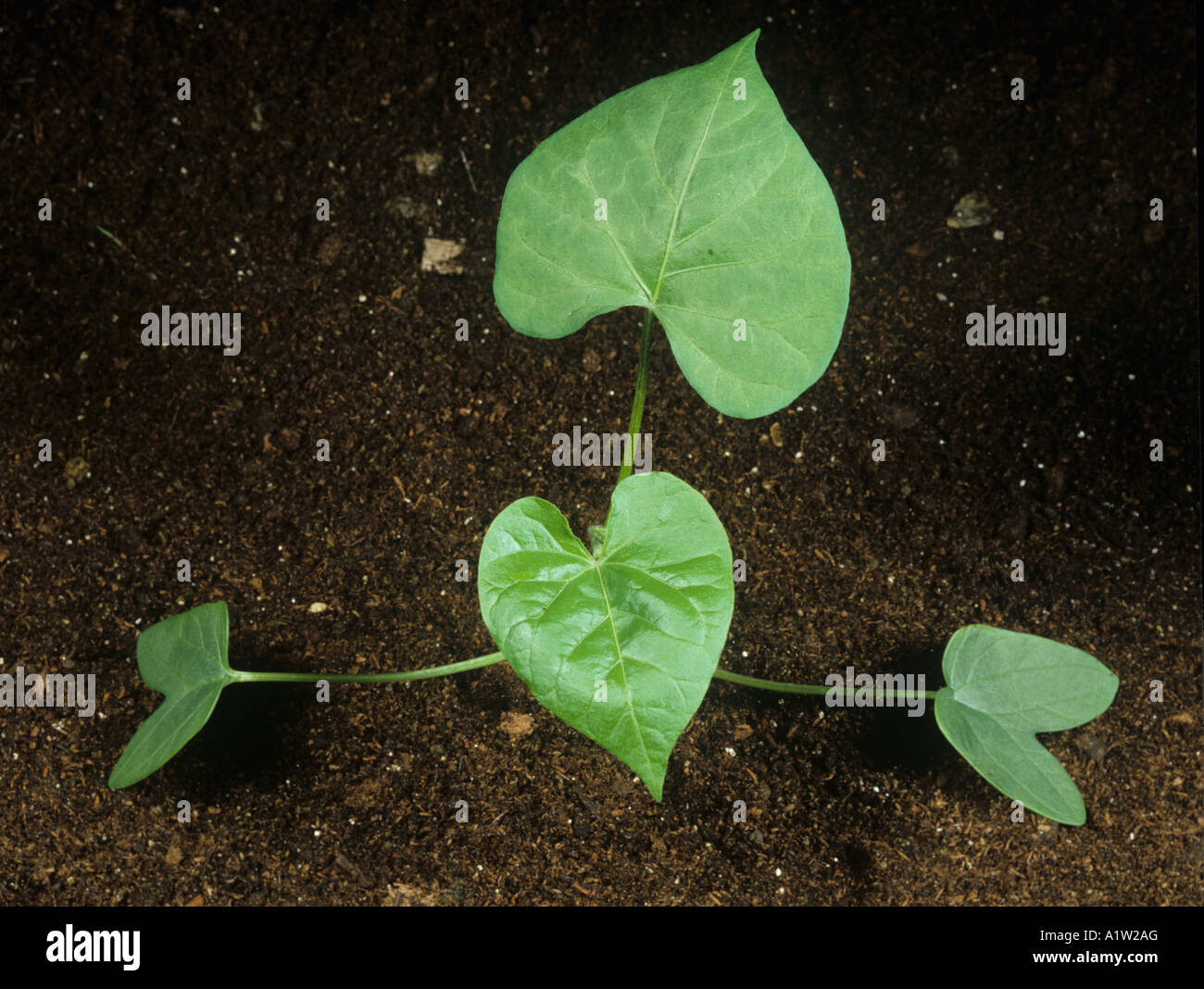 Purple morning glory Ipomoea purpurea seedlind weed with two true ...