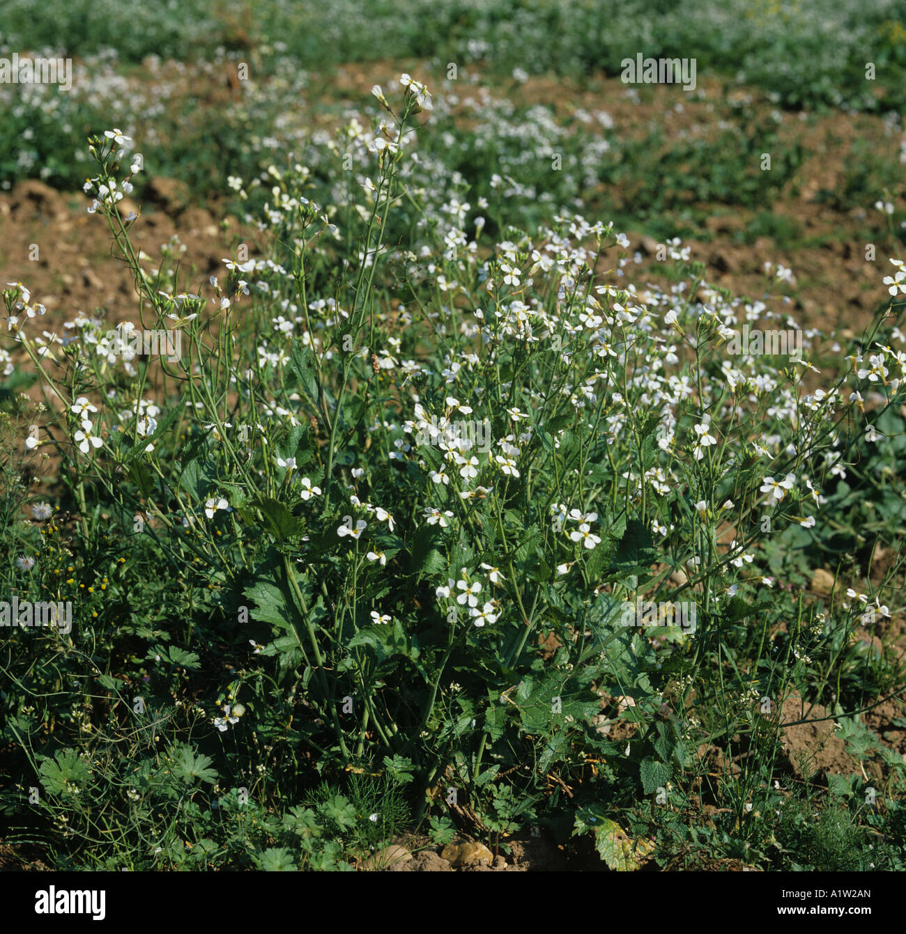 Runch plants hi-res stock photography and images - Alamy