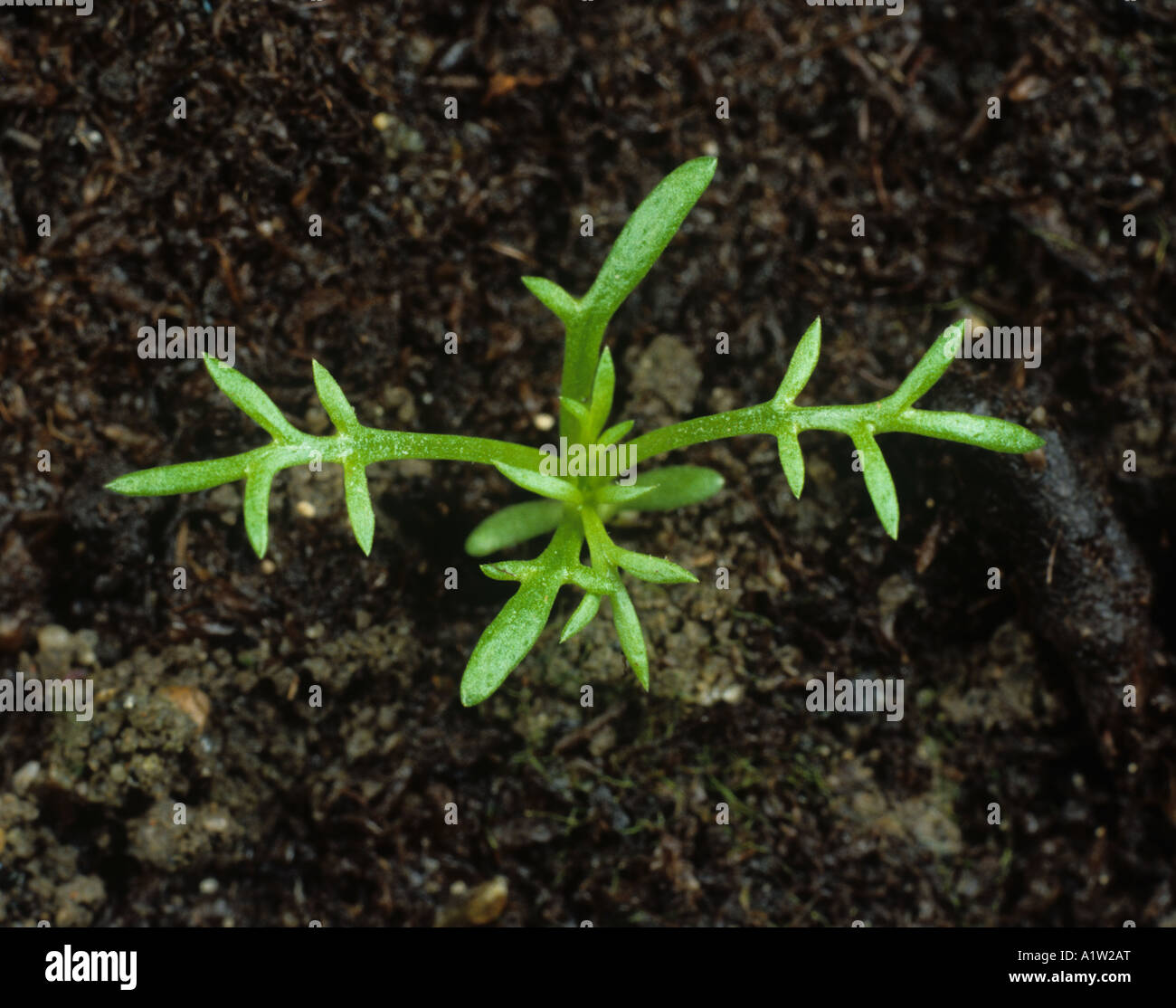 Scentless Mayweed Leaves High Resolution Stock Photography and Images ...