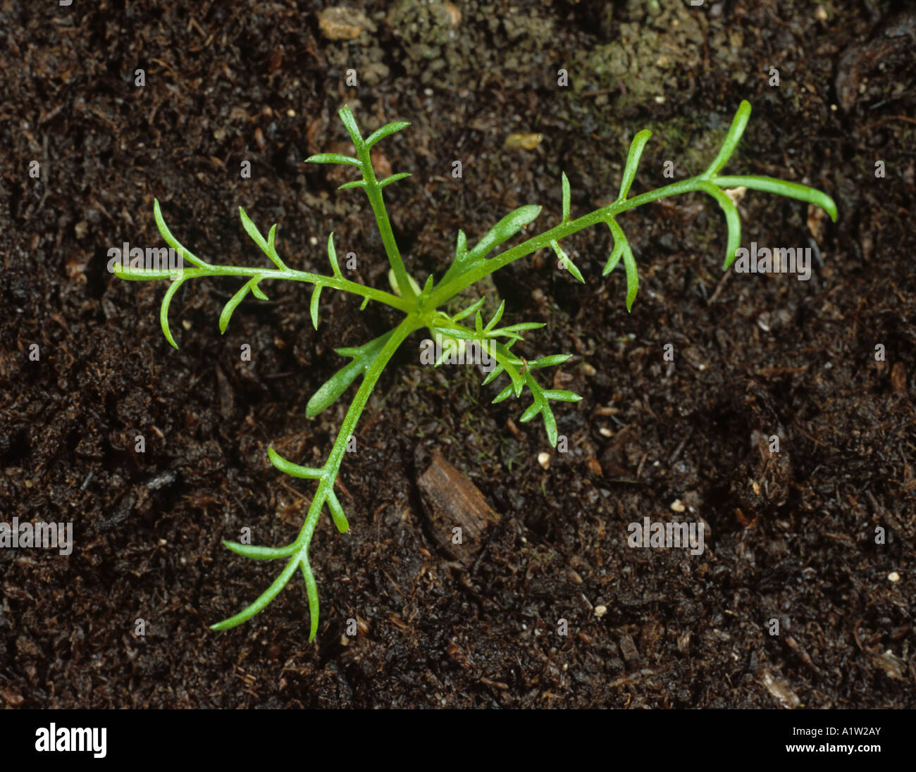 Scentless mayweed Matricaria perforata seedling with seven true leaves ...