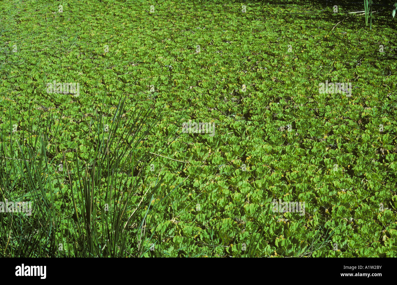 Water lettuce Pistia stratiotes clogging a canal or klong in Thailand ...