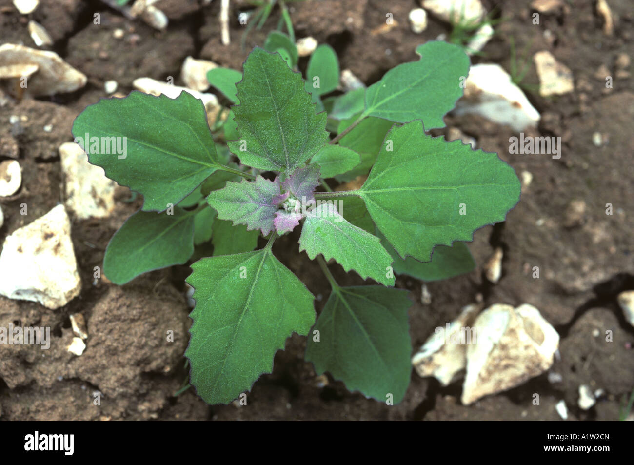 Fat hen Chenopodium album immature plant with slight red tinge Stock ...