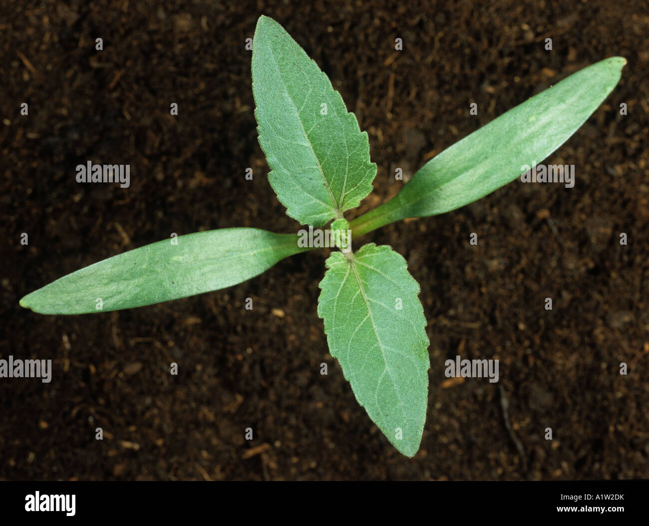 Xanthium pennsylvanicum hi-res stock photography and images - Alamy