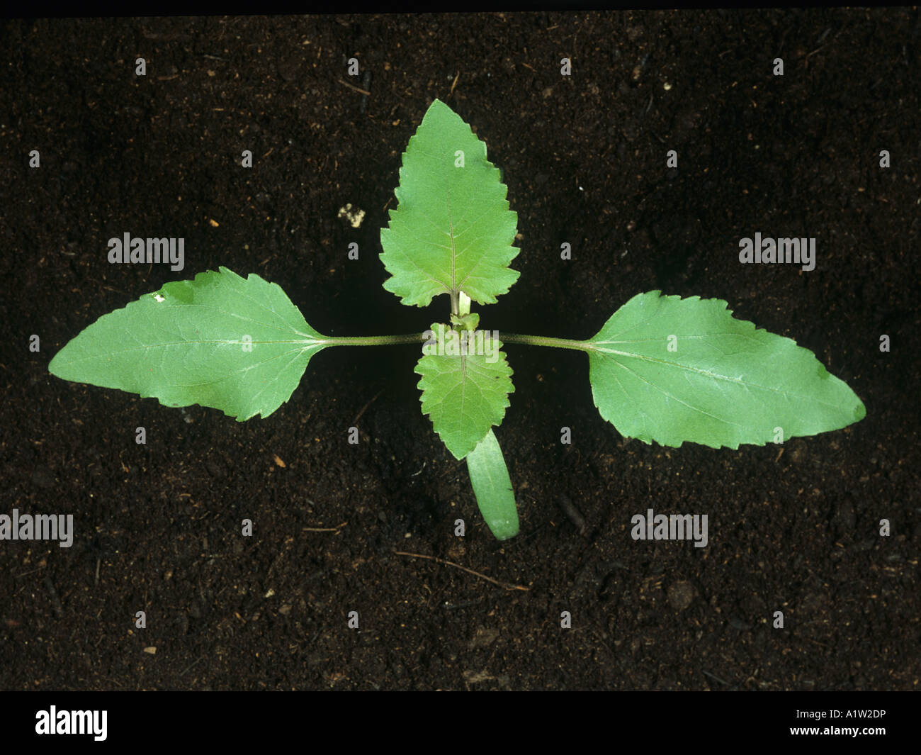 Seedling Cotyledons First True Leaves High Resolution Stock Photography ...