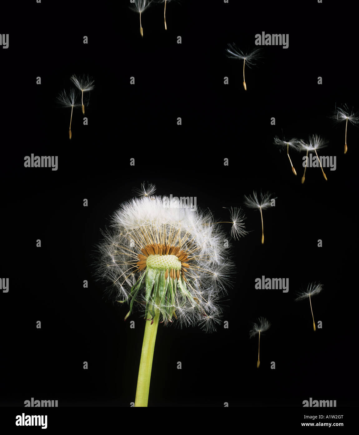 Dandelion Taraxacum officinale seedhead with blowing seeds seed ...