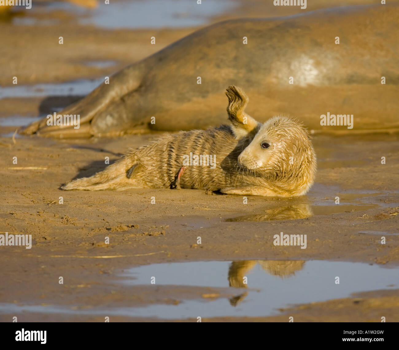 Waving seal pup hi-res stock photography and images - Alamy