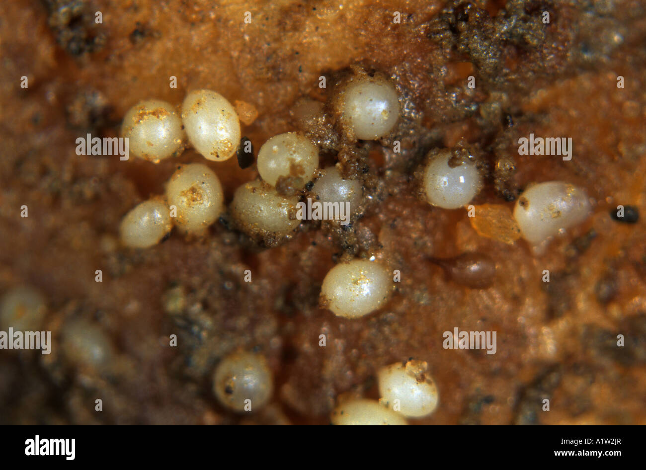 Pale potato cyst nematode Heterodera pallida cysts on potato root Stock ...