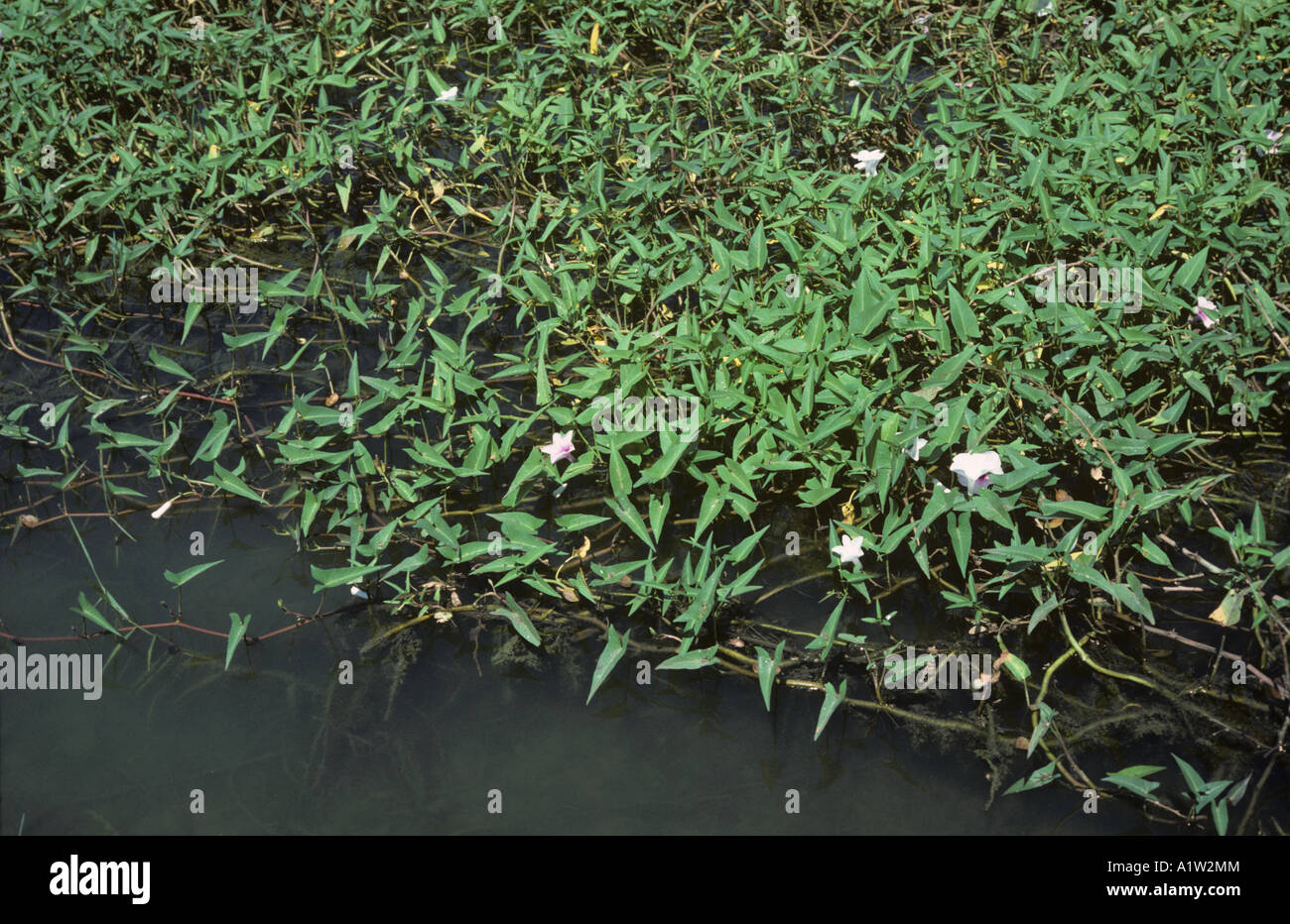 Water morning glory Ipomoea aquatica flowering Luzon Philippines Stock ...