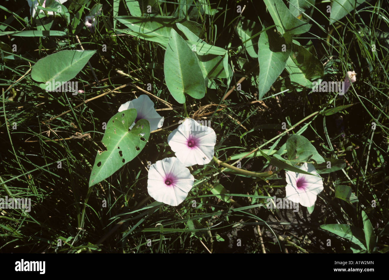 Swamp or water morning glory Ipomoea aquatica flowers Stock Photo - Alamy