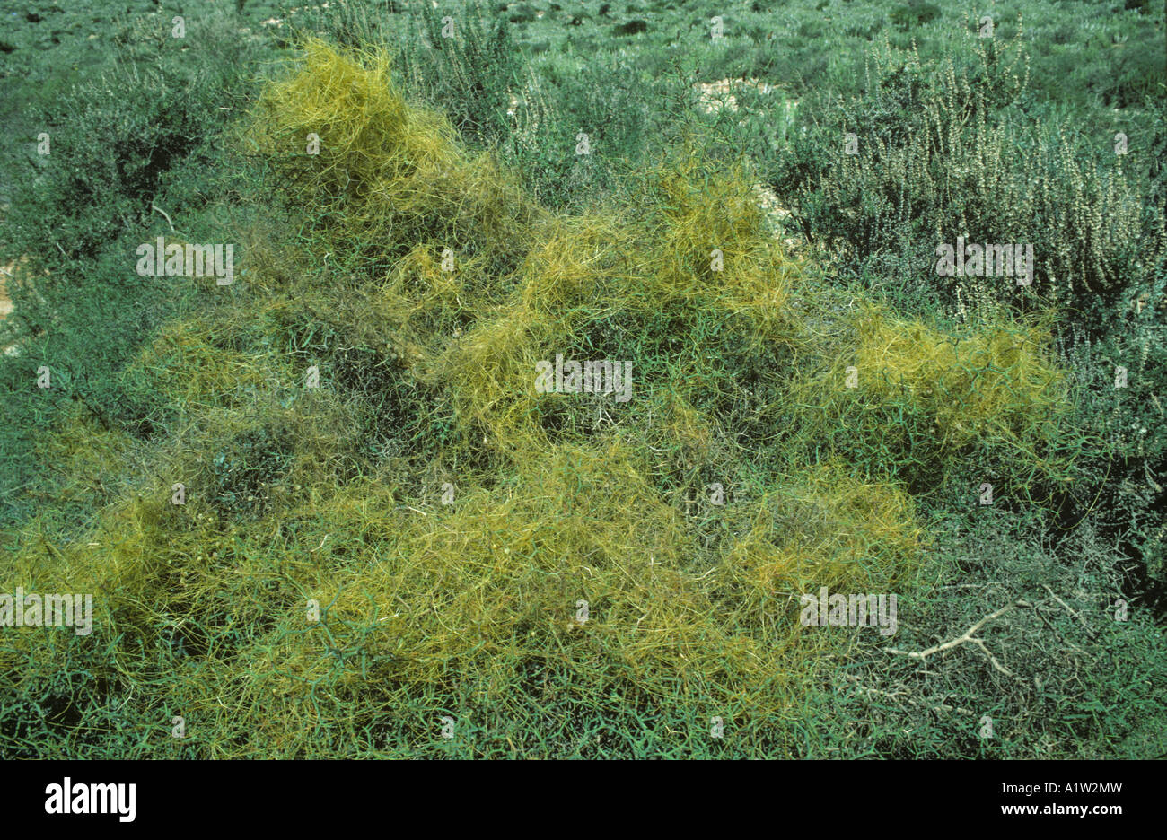 Greater dodder Cuscuta europaea covering shoreline plants in Morocco ...