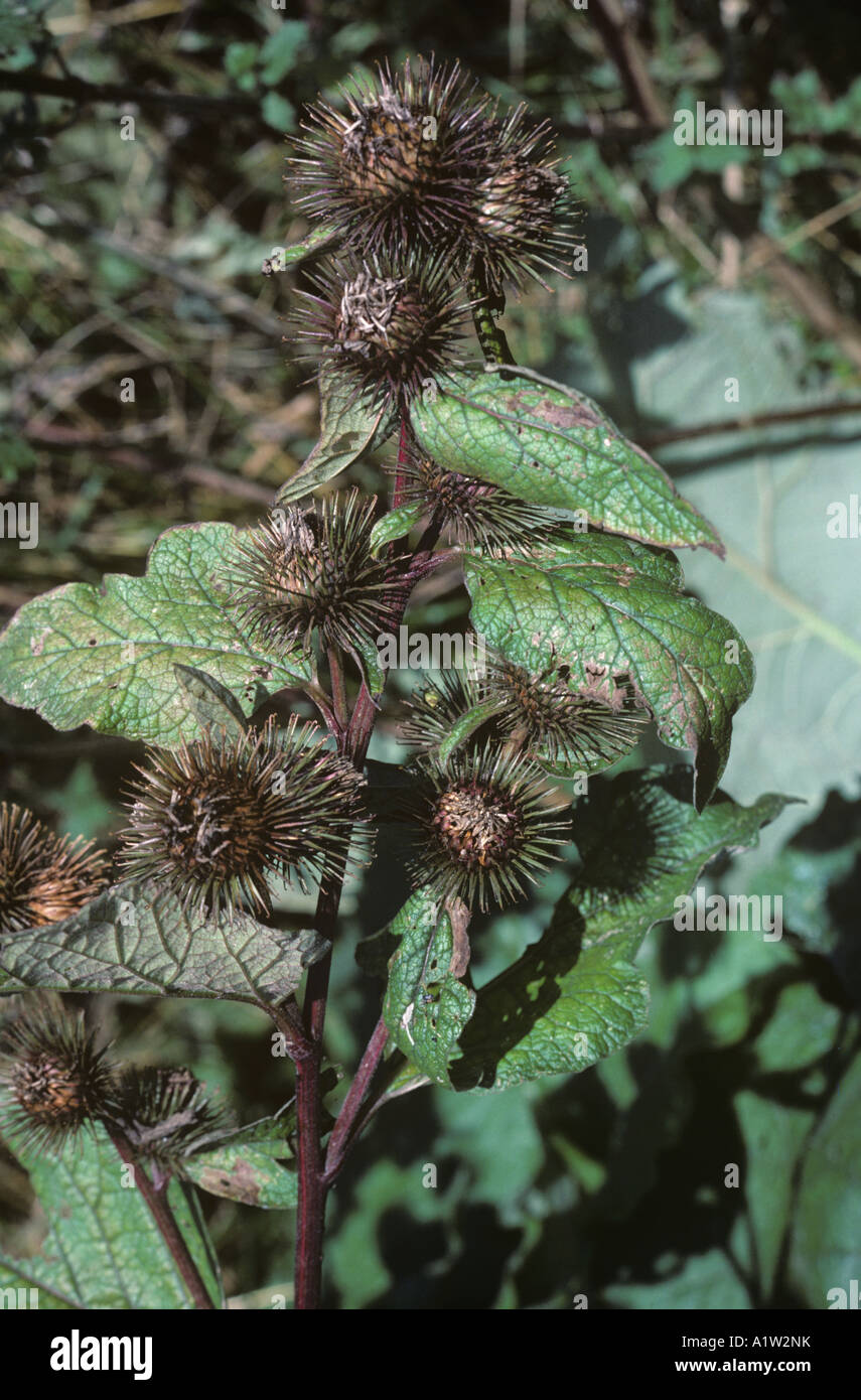 Lesser burdock Arctium minus seedhead Stock Photo - Alamy