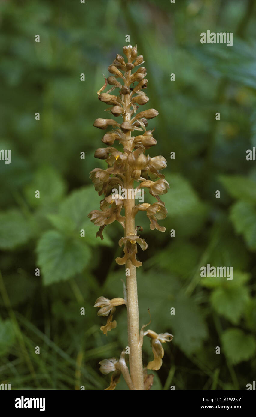 Birdnest orchid Neottia nidus avis flower spike of saprophytic plant ...