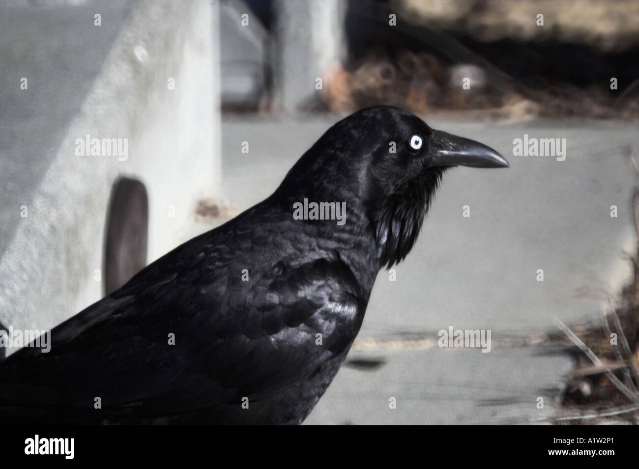 Crow eye hi-res stock photography and images - Alamy