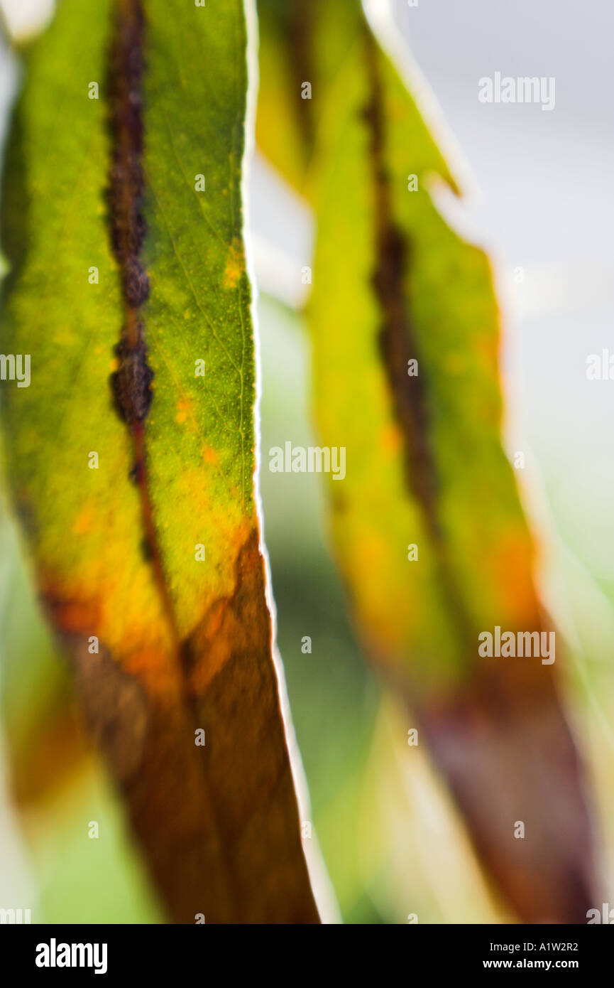 Two Turning Leaves Stock Photo - Alamy