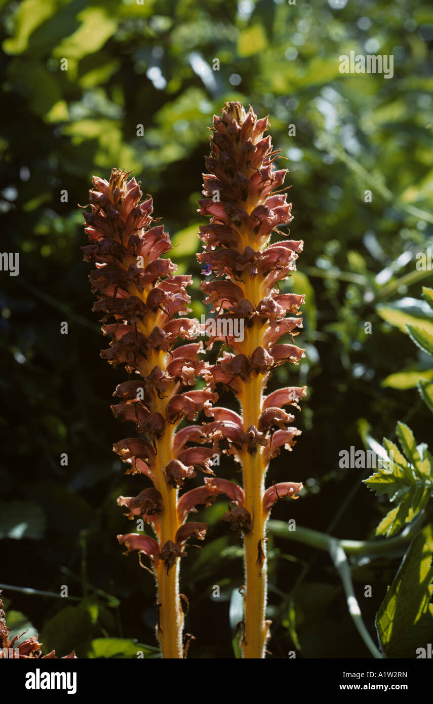Knapweed broomrape Orobanche elatior backlit flowering spikes Stock ...
