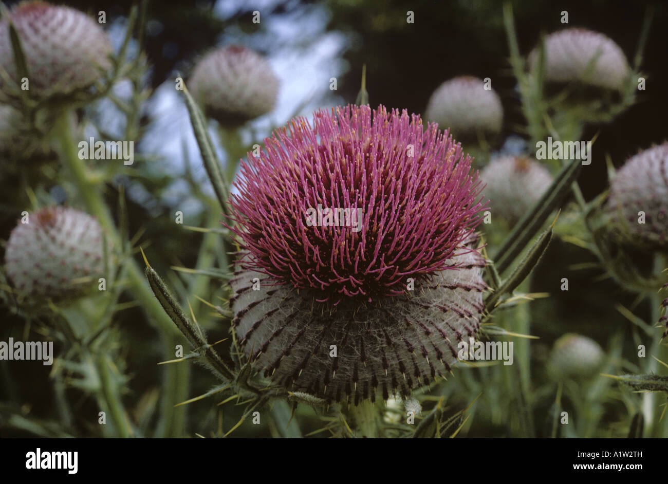 Woolly flower heads hi-res stock photography and images - Alamy