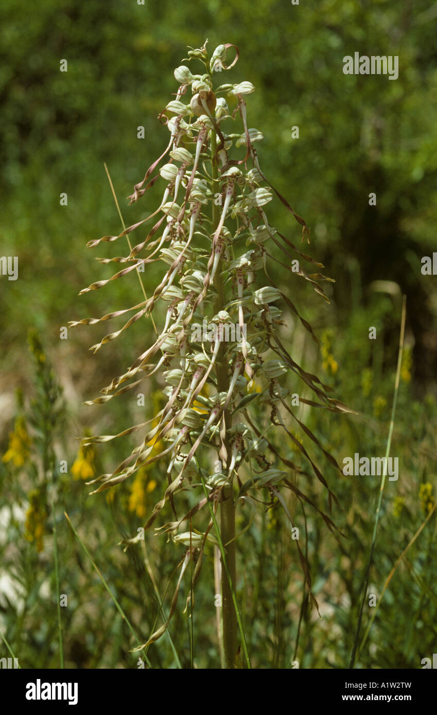 Lizard orchid Himantoglossum hircinum flower spike Chablis France Stock ...