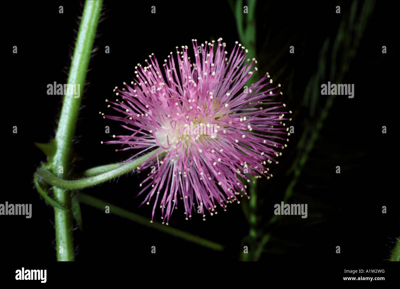 Sensitivity plant Mimosa pudica flower Stock Photo - Alamy