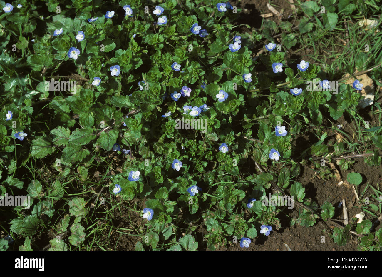 Common field speedwell Veronica persica plant in flower Stock Photo - Alamy