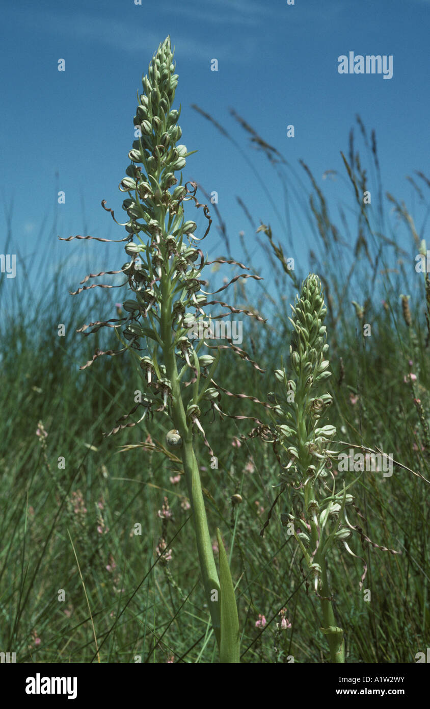 Lizard orchid Himantoglossum hircinum flowerheads against blue sky ...