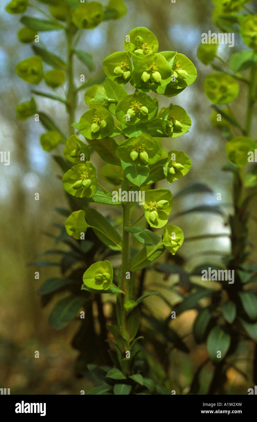 Wood spurge Euphorbia amygdaloides flower in light woodland Stock Photo ...