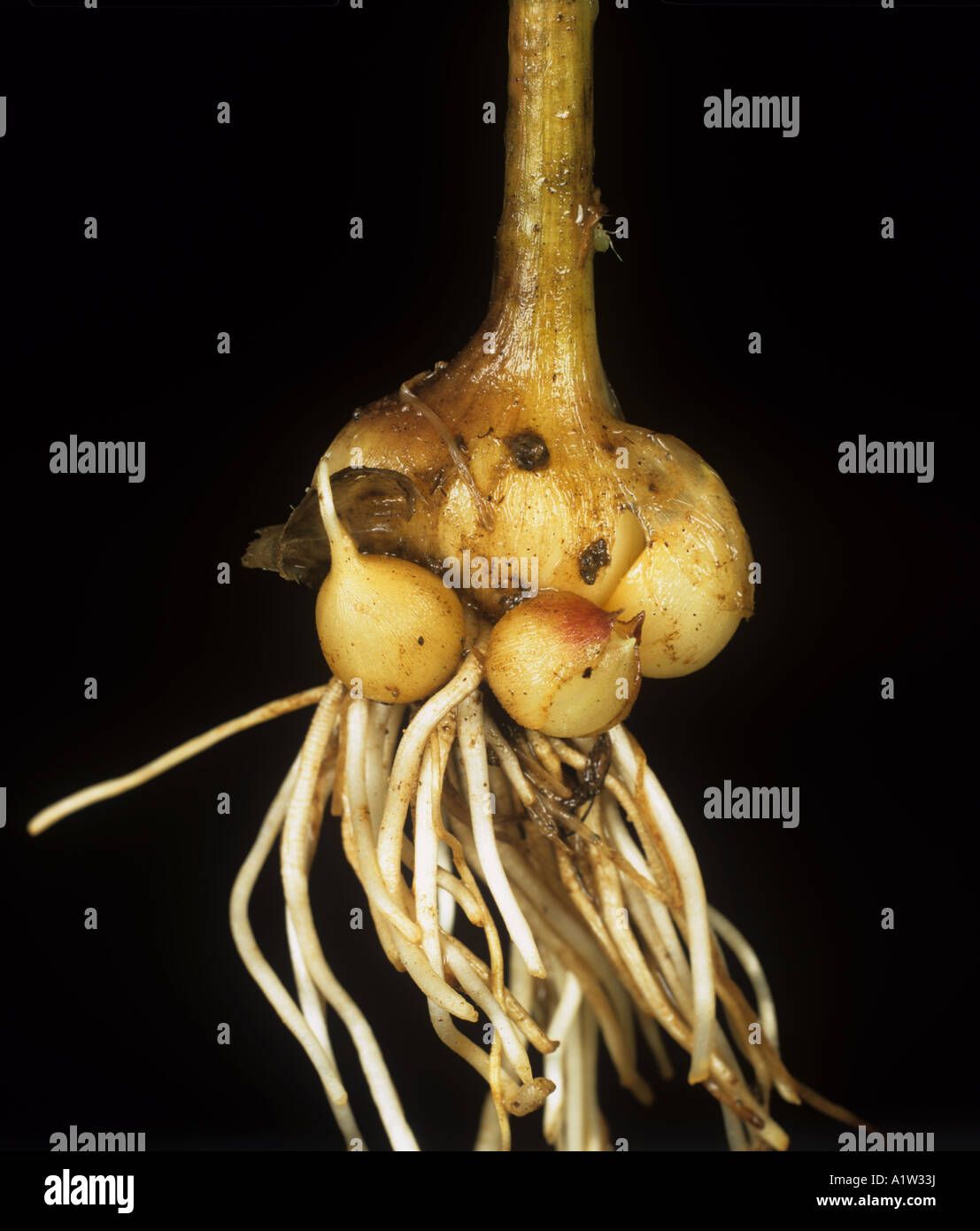 Bulbils hi-res stock photography and images - Alamy