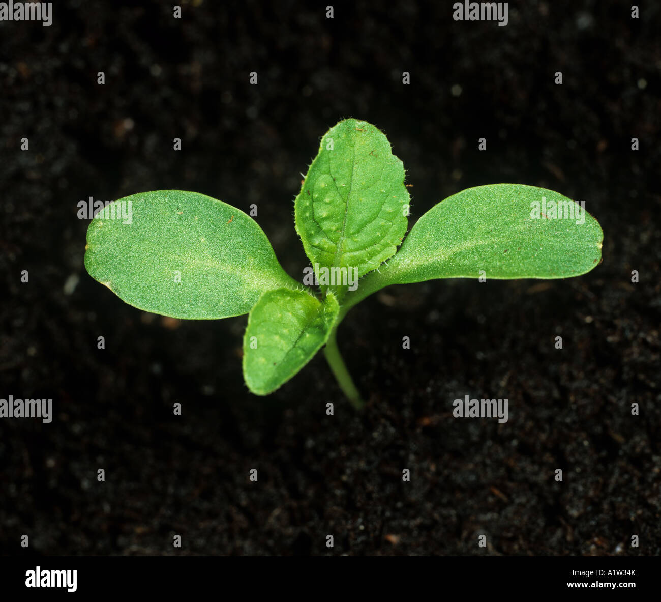 Dipsacus fullonum leaf hi-res stock photography and images - Alamy