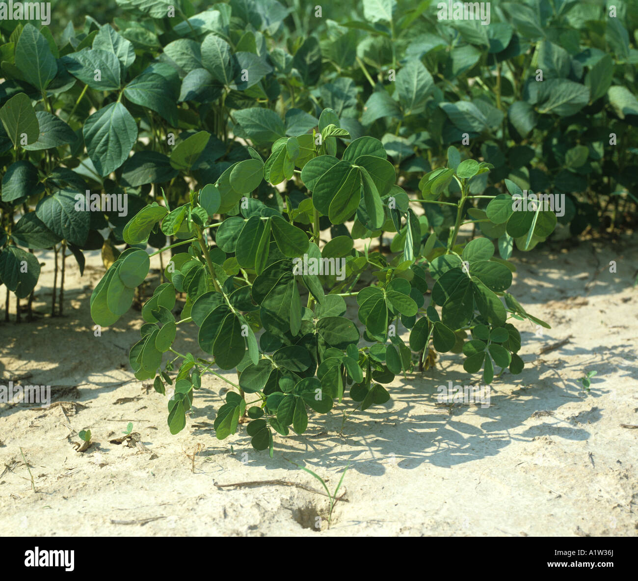 Sickle pod hi-res stock photography and images - Alamy