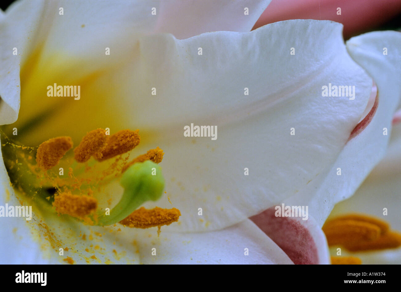 Flowers of Lilium Longiformis Stock Photo - Alamy