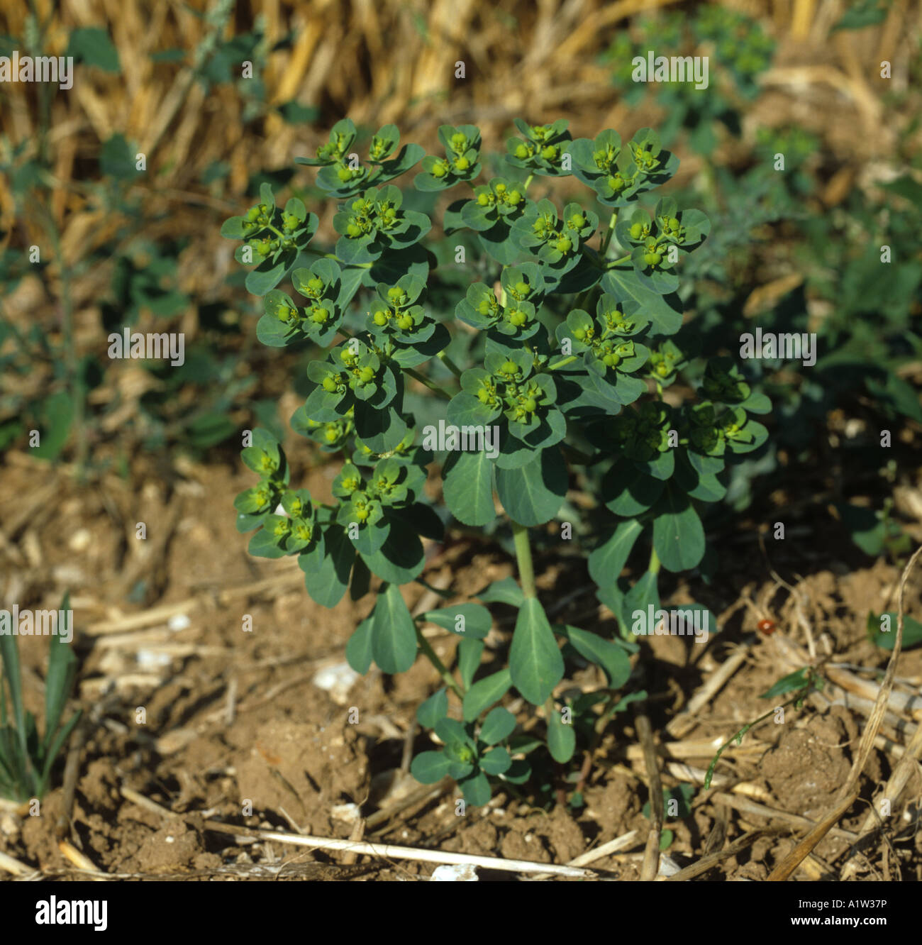 Sun spurge Euphorbia helioscopia plant flowering in stubble Stock Photo ...