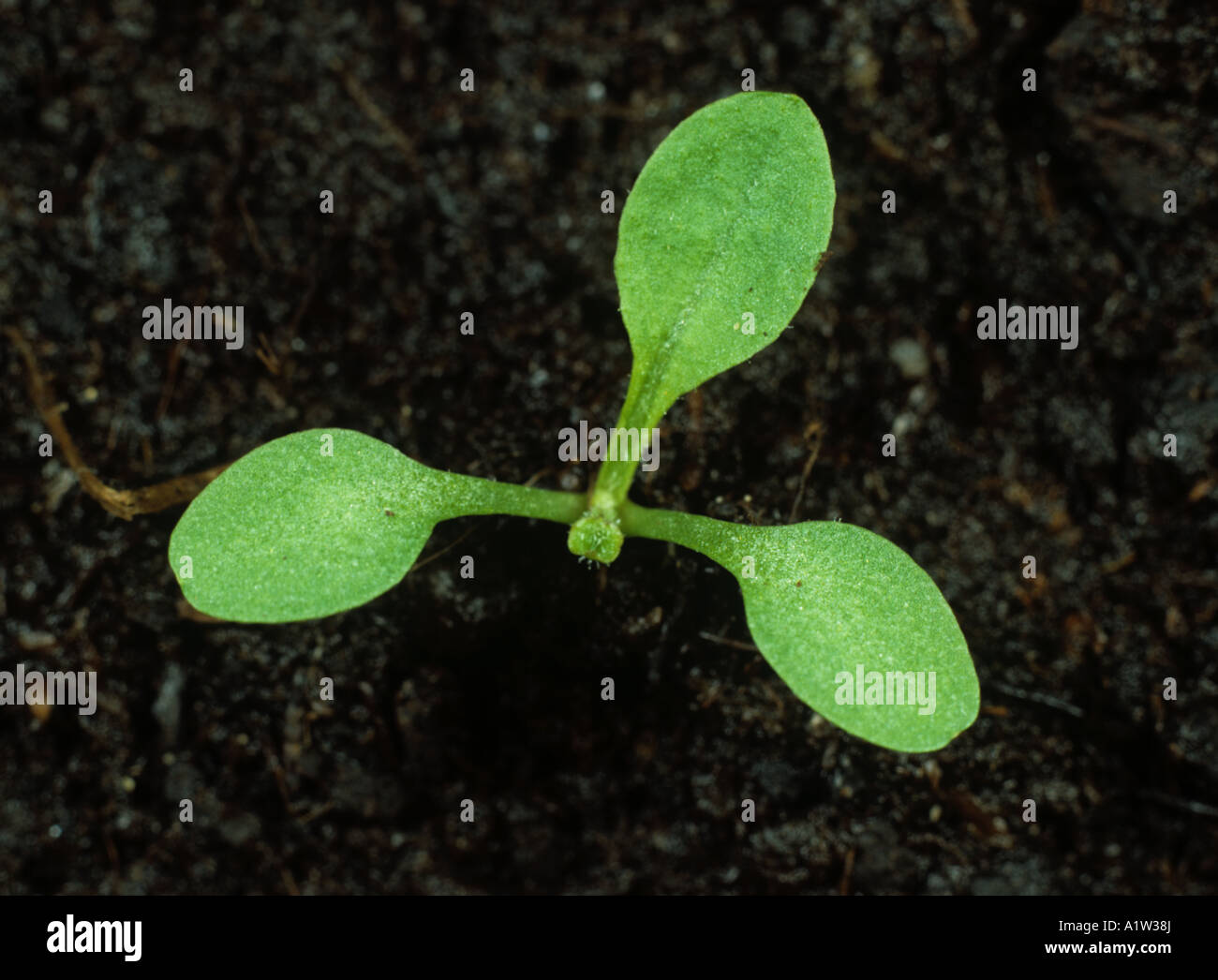 Smooth hawks beard hi-res stock photography and images - Alamy