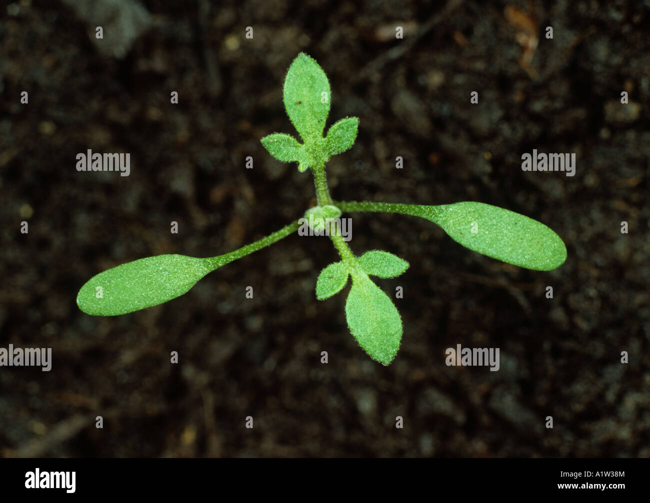 Tansy mustard Descurainia pinnata seedling cotyledons and first true ...