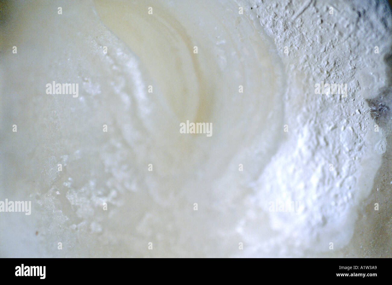 Inside surface of an oyster shell Stock Photo - Alamy