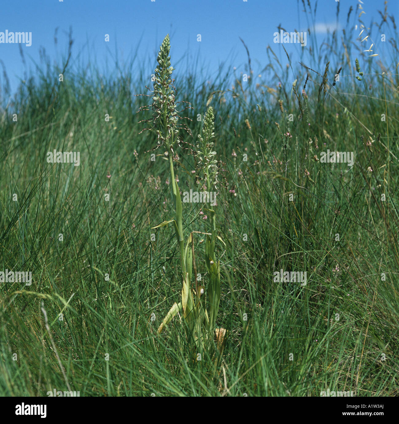 Lizard orchid Himantoglossum hircinum two plants on a road verge in ...