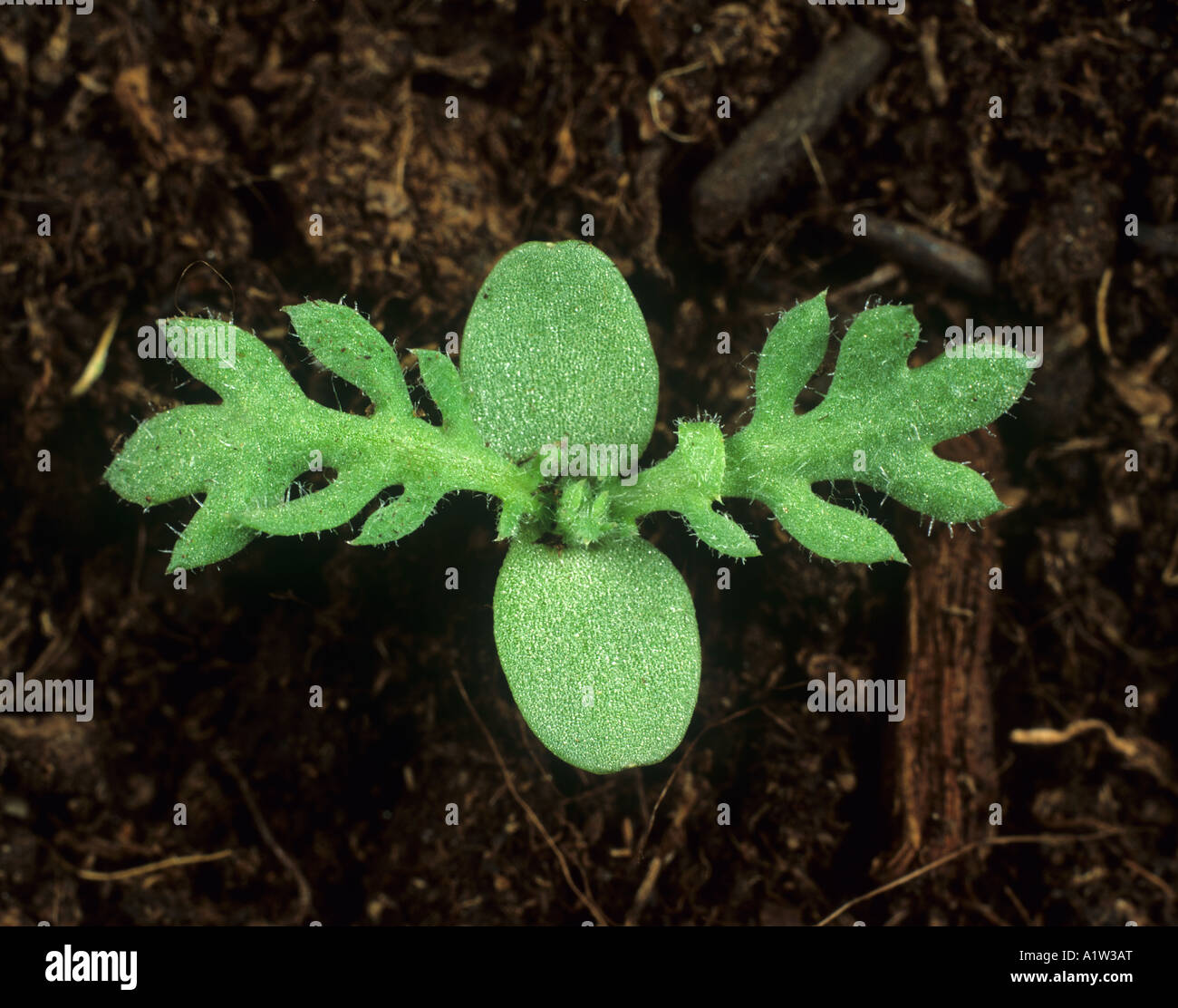 Seedling Cotyledons First True Leaves High Resolution Stock Photography ...