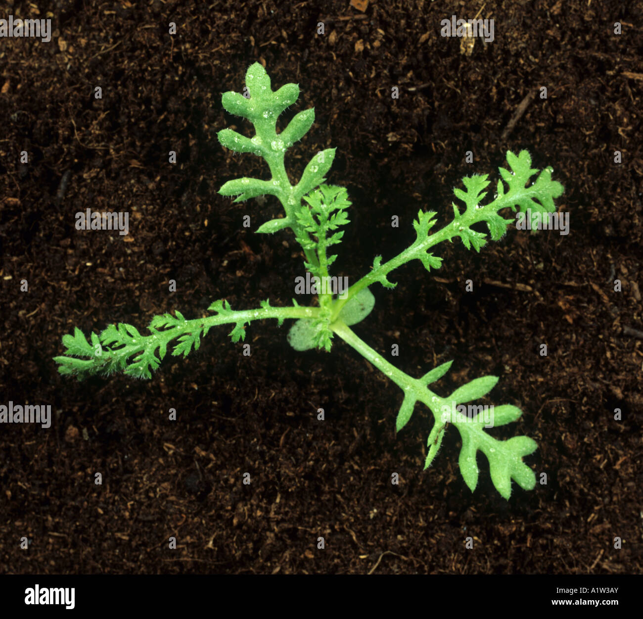 Anthemis Arvensis Stock Photos & Anthemis Arvensis Stock Images - Alamy
