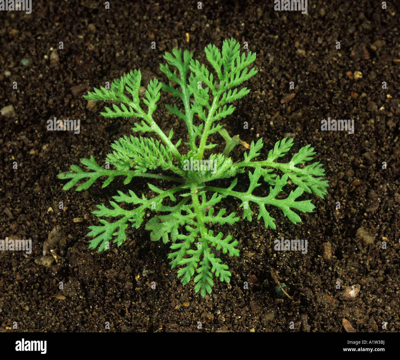 Corn chamomile Anthemis arvensis young plant leaf rosette Stock Photo - Alamy