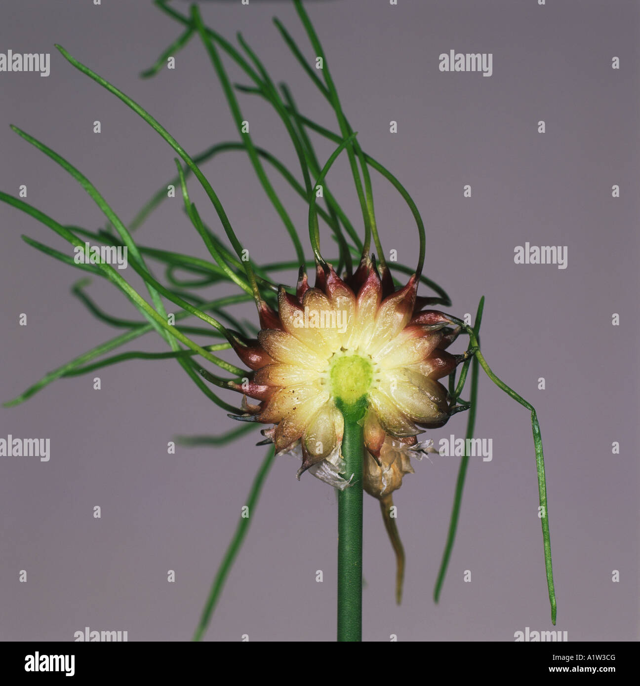 Section through the flowerhead of crow garlic Allium vineale to show ...