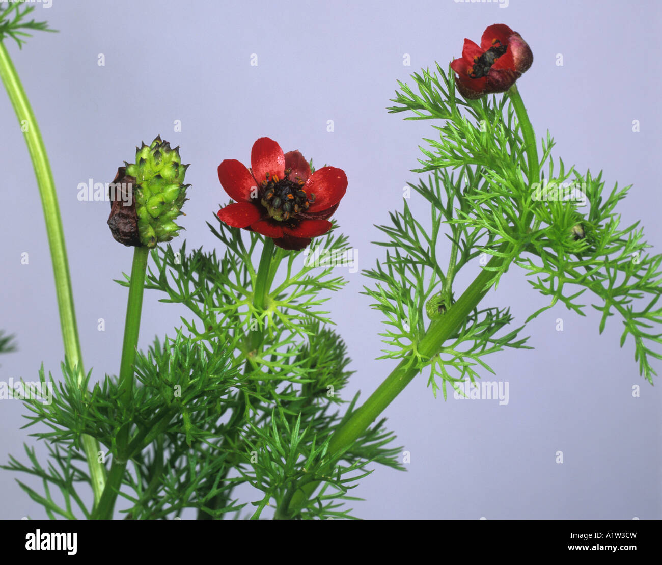 Pheasants eye Adonis annua flowers leaves and seedhead forming Stock ...