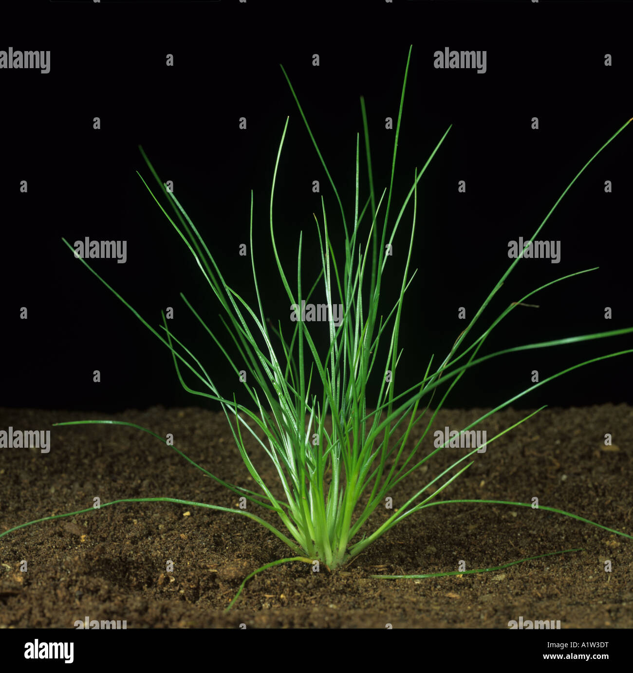 Rush Juncus sp young plant on studio soil black background Stock Photo ...