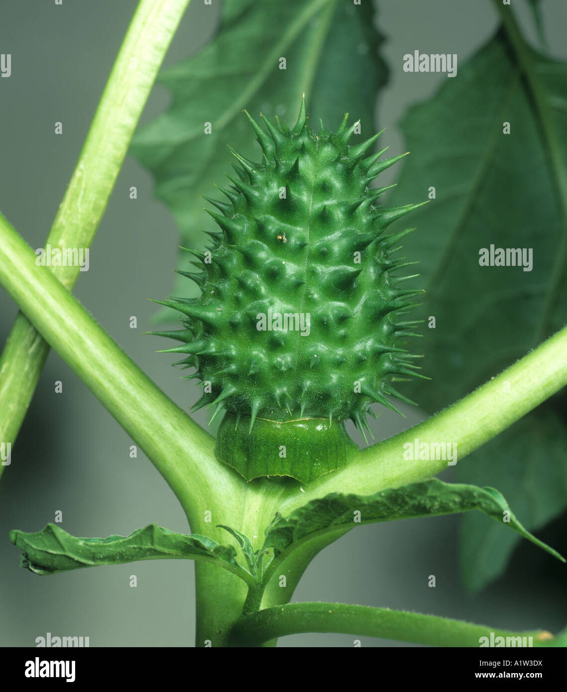 Poison Fruit