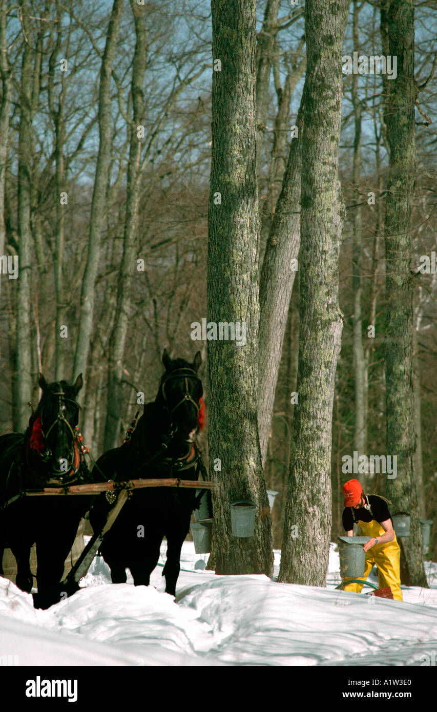 Collect the sap of maple trees hi-res stock photography and images - Alamy
