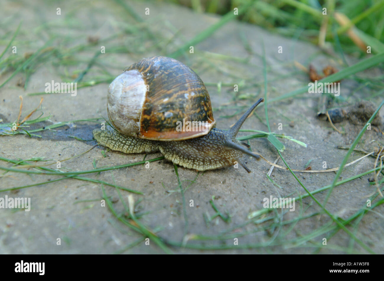 A garden snail crawling across a stone Stock Photo - Alamy