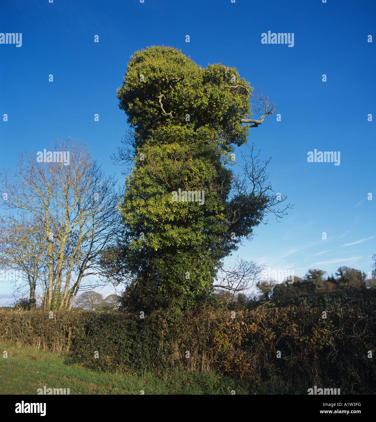 Heavy oak tree hi-res stock photography and images - Alamy