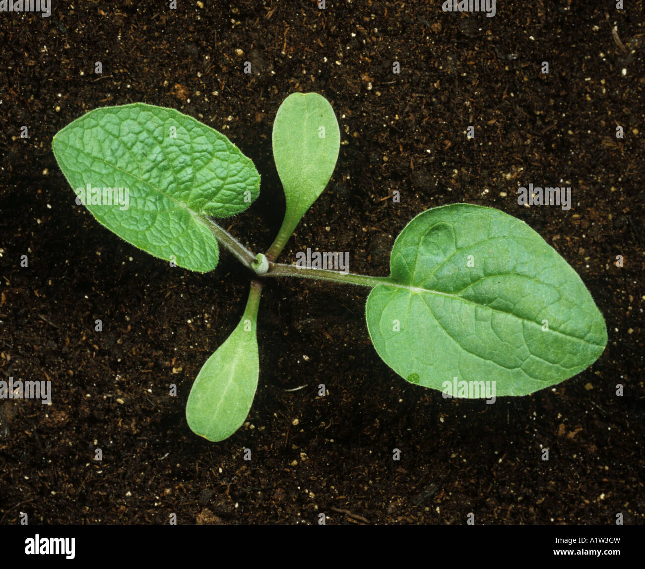 Lesser burdock Arctium minus seedling with two true leaves Stock Photo ...