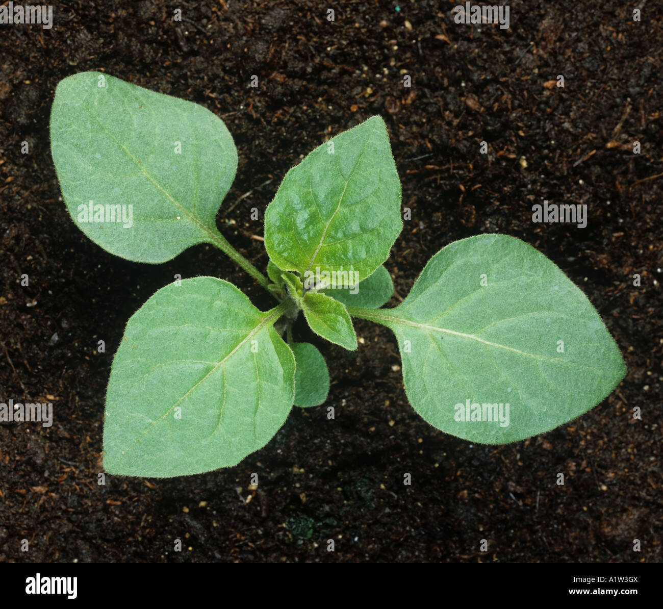 Black nightshade Solanum nigrum seedling with four true leaves Stock ...