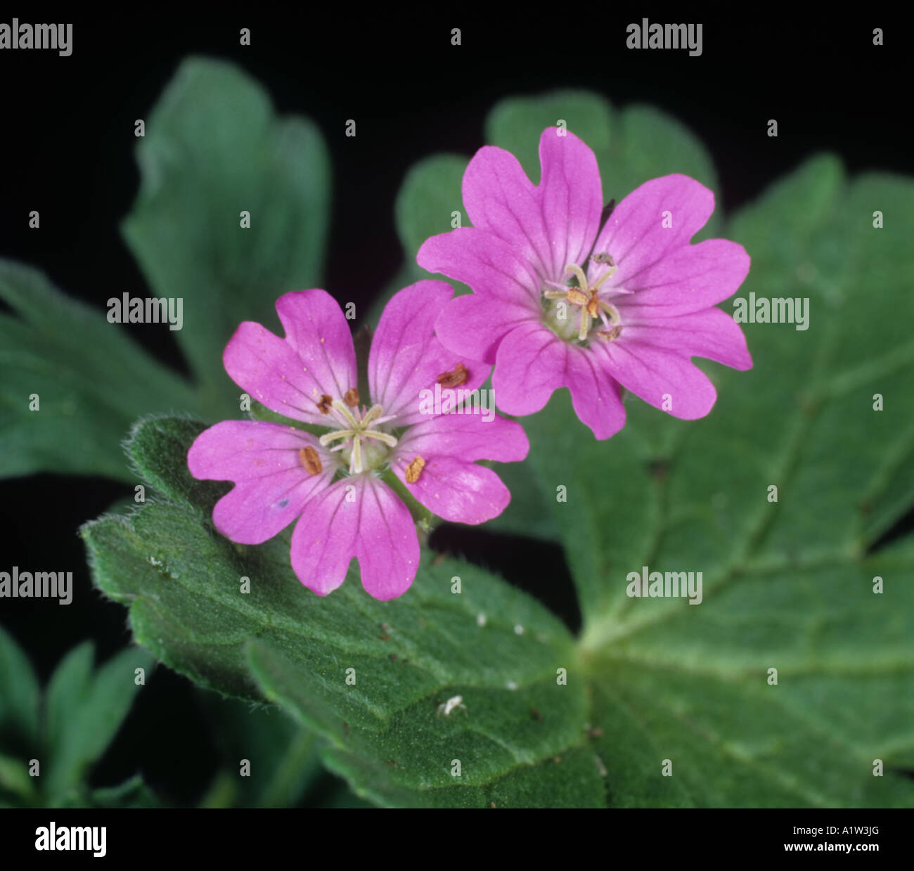 Hedgerow cranesbill Geranium pyrenaicum flower and leaves Stock Photo ...