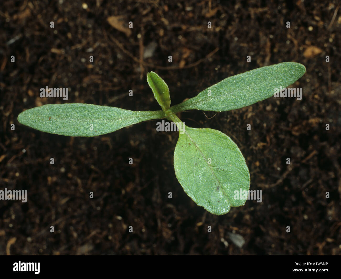 Spiny amaranth pigweed spiny calulu Amaranthus spinosus0 seedling with ...